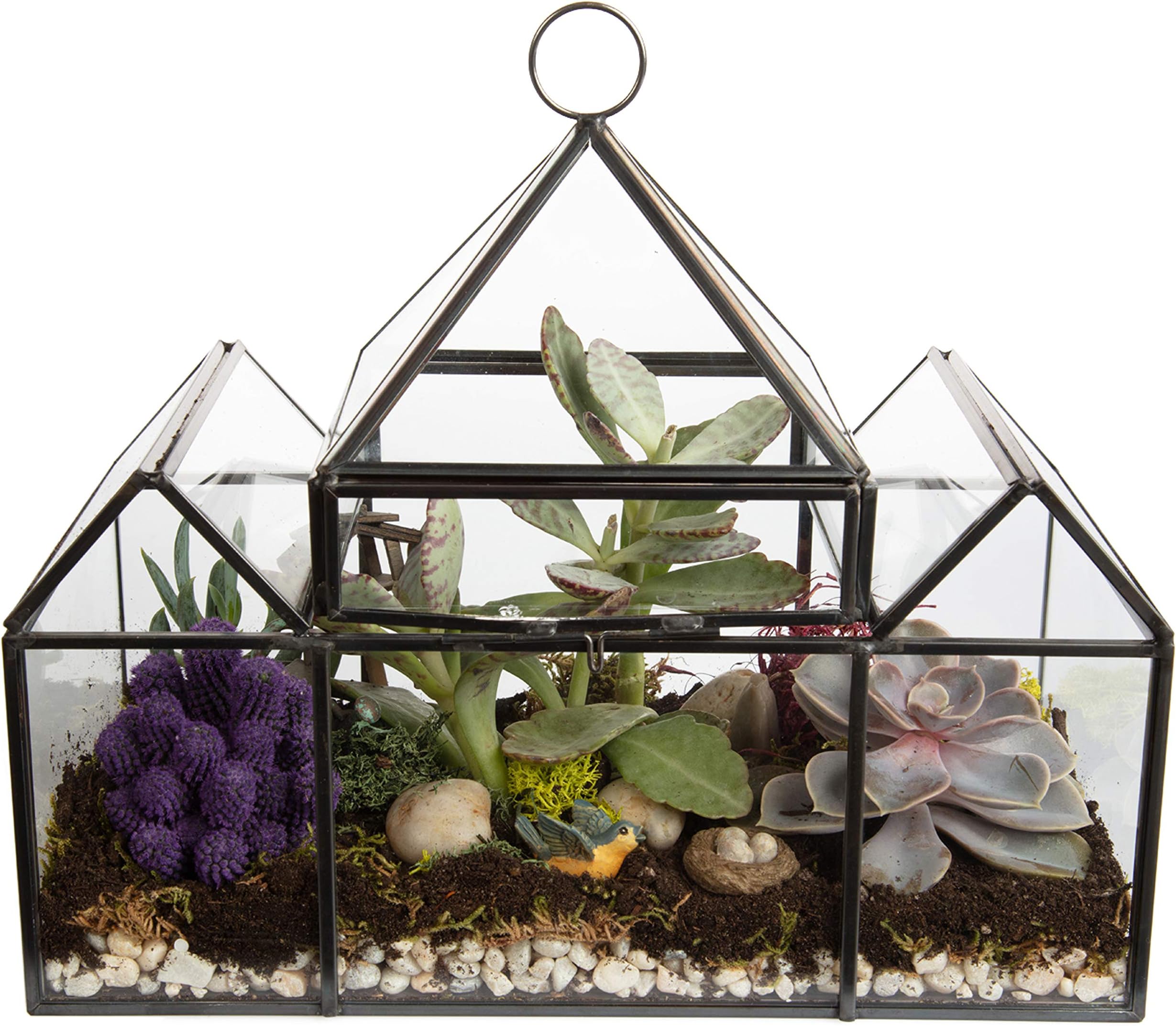 Amazon.com: Kalalou Set of Wood and Glass Terrariums, One Size, Brown ...