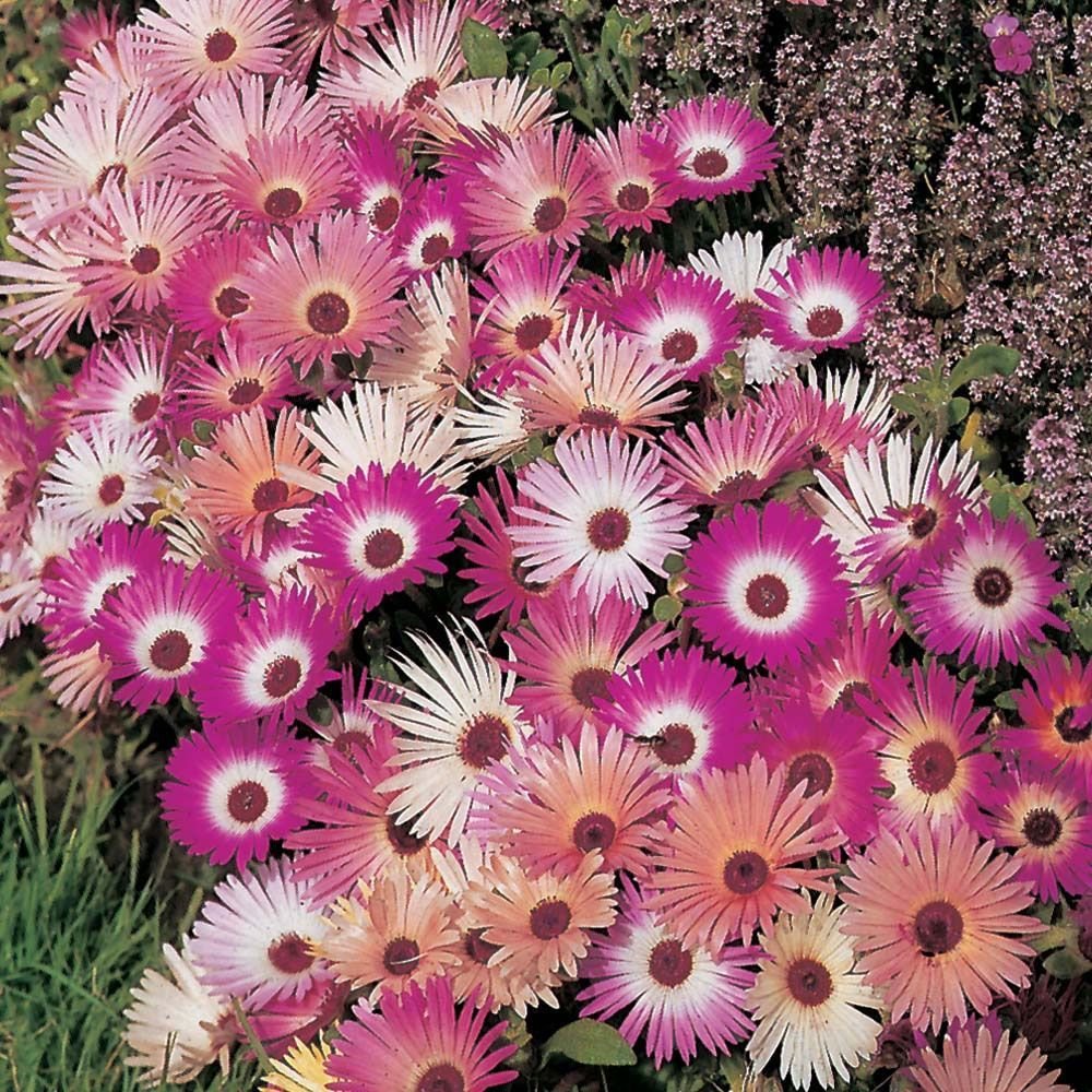 Creative Farmer Flower Seeds Burf Flower Seeds For Home Garden-100 ...