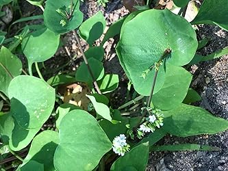 Foraging California: Finding, Identifying, And Preparing Edible Wild ...