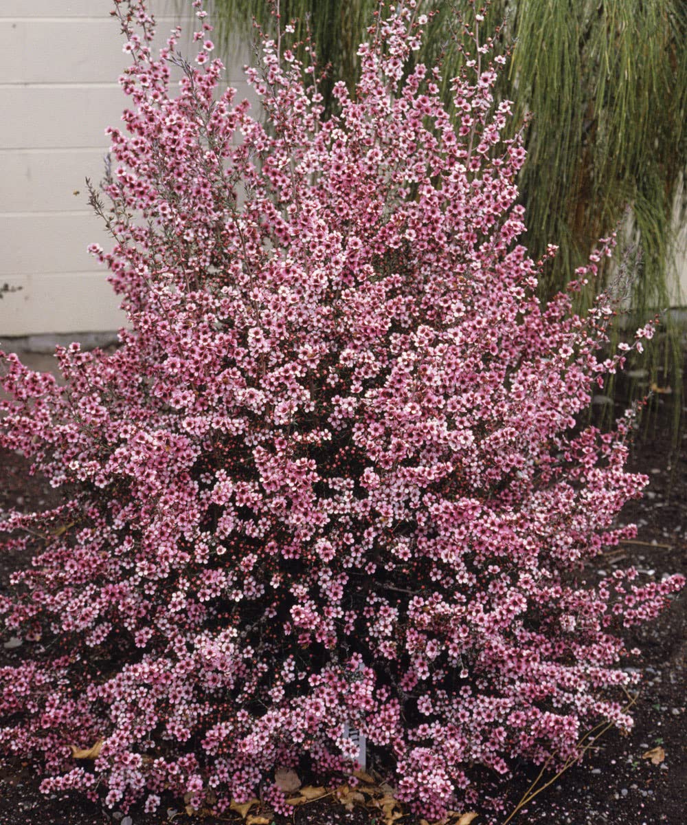Leptospermum scoparium Martini - Manuka, Plant in 9cm Pot : Amazon.co ...