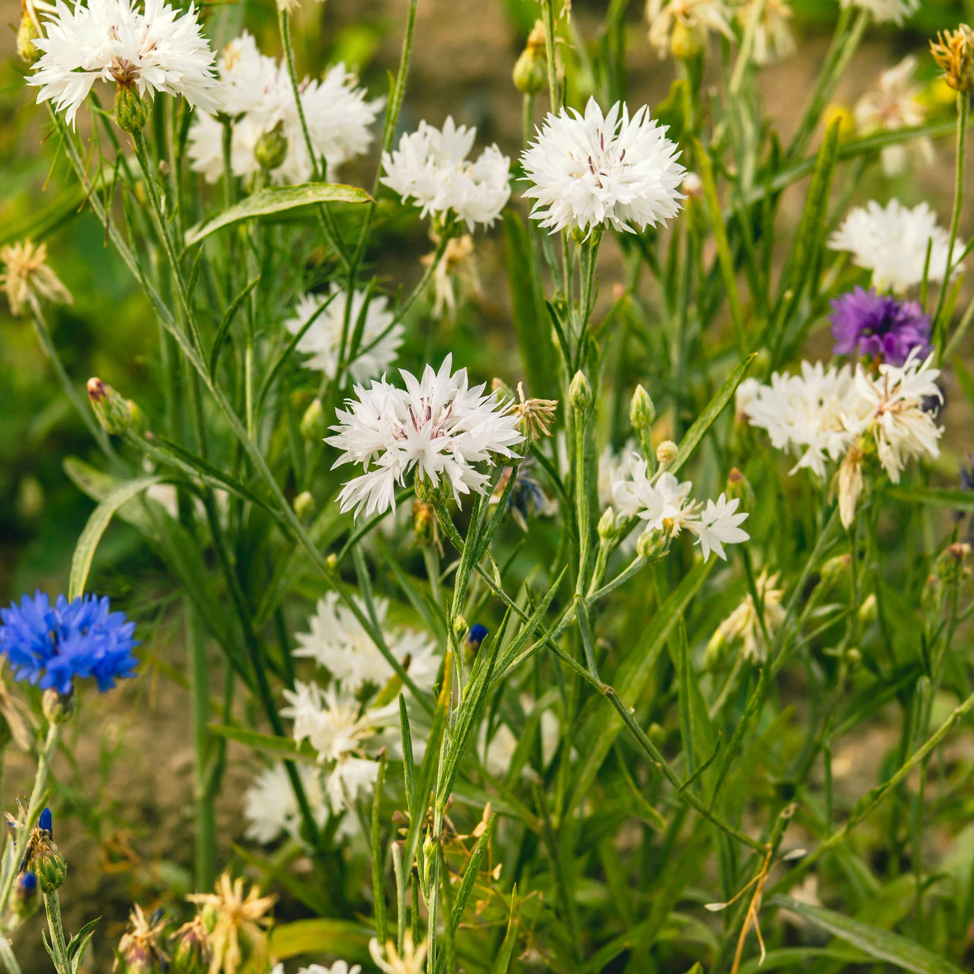 Centaurea Cyanus White