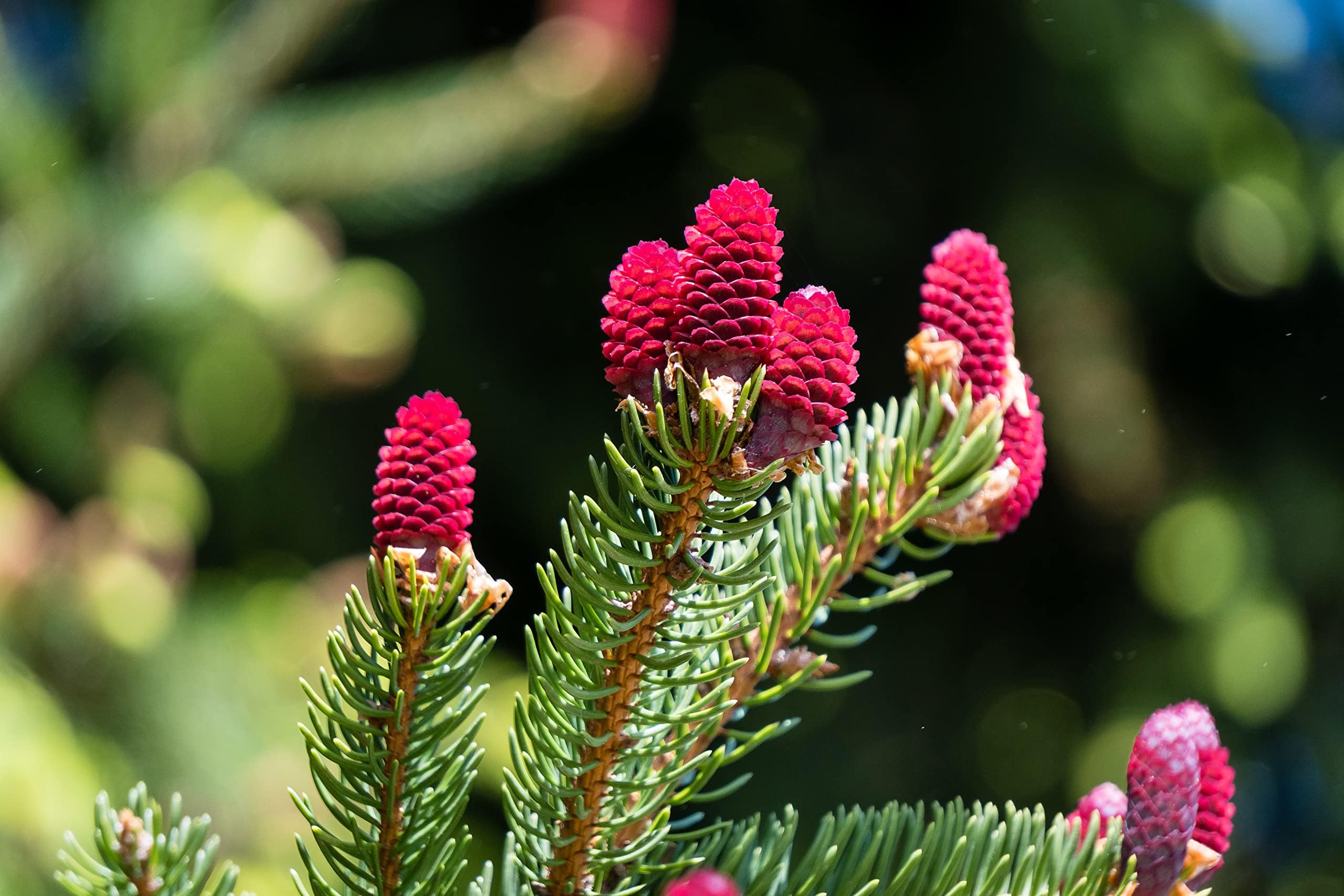 Amazon.com : Rare Plant Tree Seeds 50+ Black Spruce Tree Seeds Picea ...
