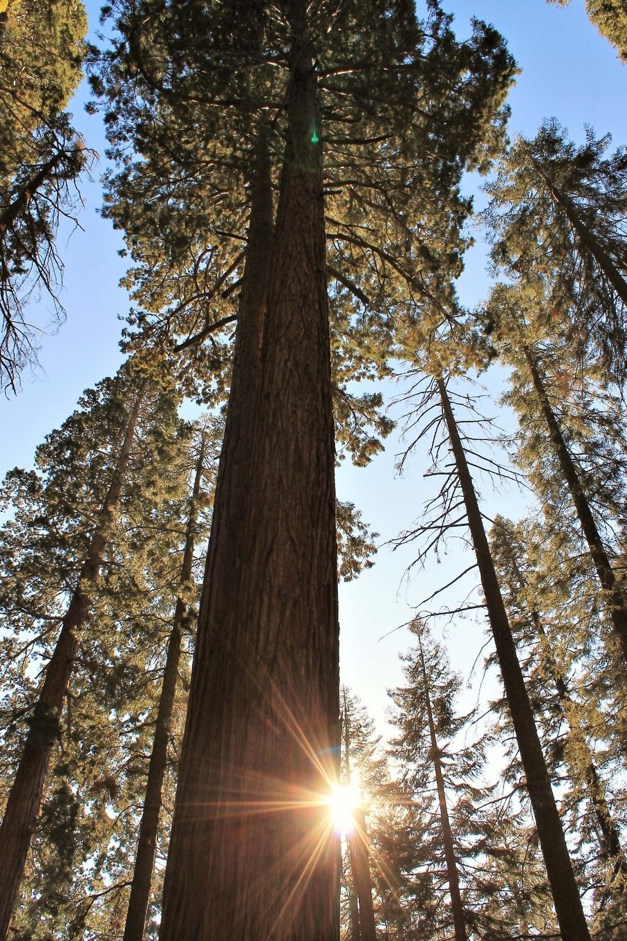 Amazon.com: Giant Sequoia Tree Journal: 150 page lined notebook/diary ...