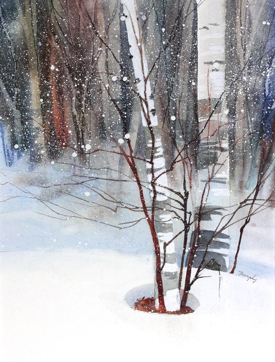 Paper Birch Trees In Winter