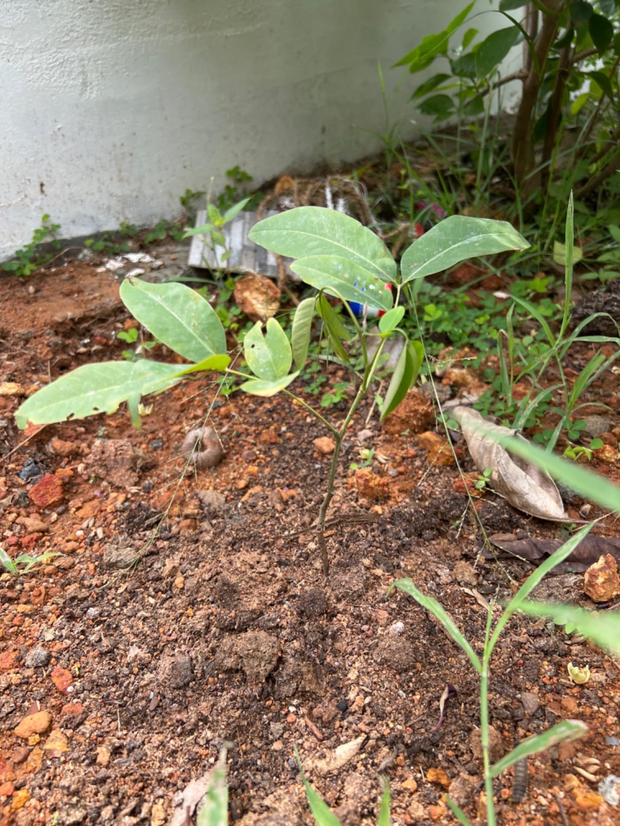 Oxygreenplant Cassia fistula,Golden shower tree,Amaltas, Indian ...