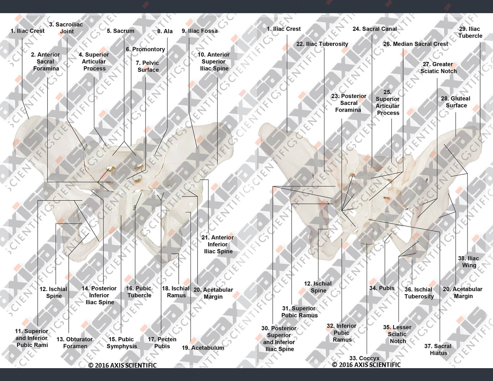 Axis Scientific Skeletal Model of The Female Pelvis | Cast from a Real ...