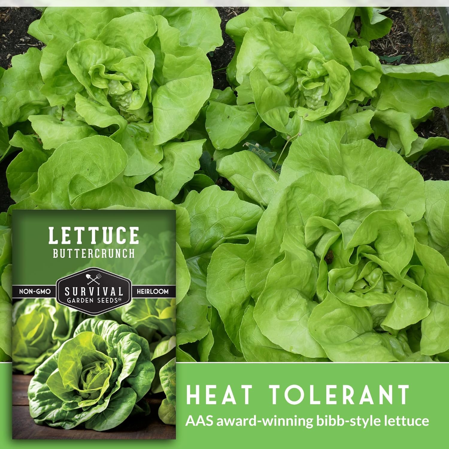 1 paquete de semillas de lechuga Buttercrunch para plantar, paquete con ...