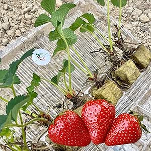 Amazon.com : Hand Picked Nursery, Live Sparkle Strawberry Plugs - June ...