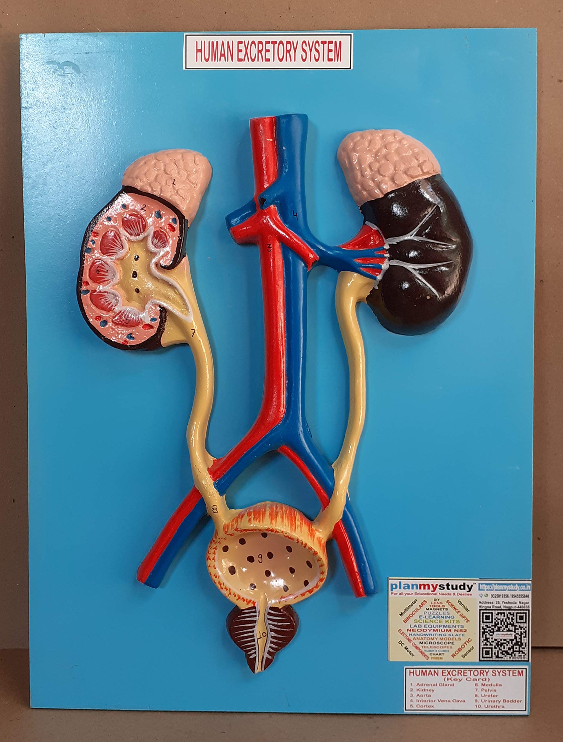 Human Excretory System