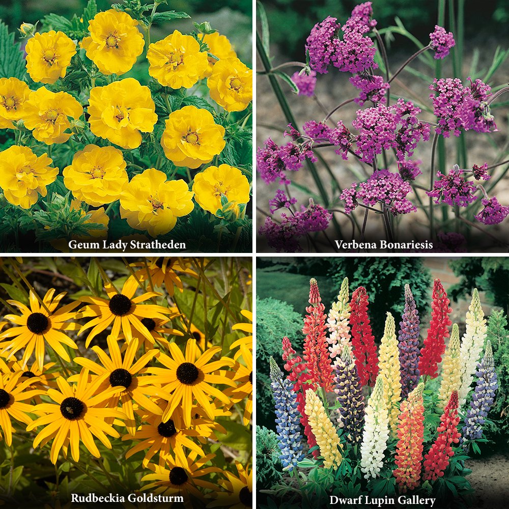 Cottage Farms Perennials