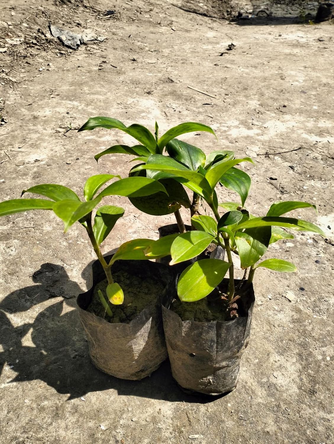 OXY GREEN PLANT®insulin plant,Costus igneus,keukand,Chamaecostus ...