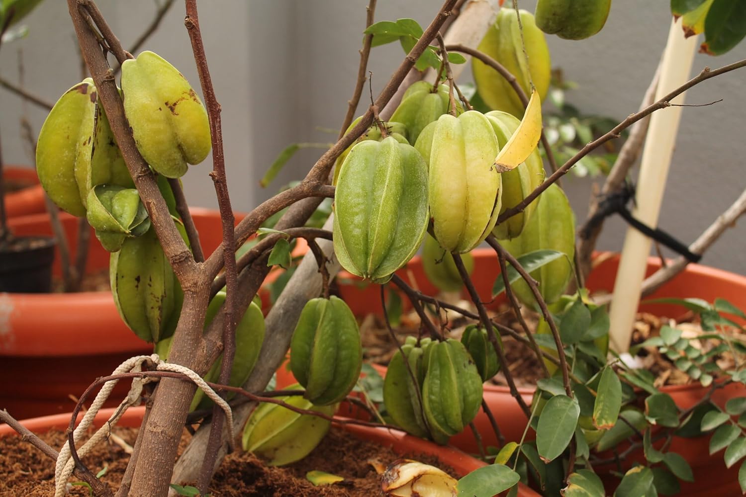 Live Hybrid Carambola | Kamrakh Plant Grafted Sweet Variety upto 2.5ft ...