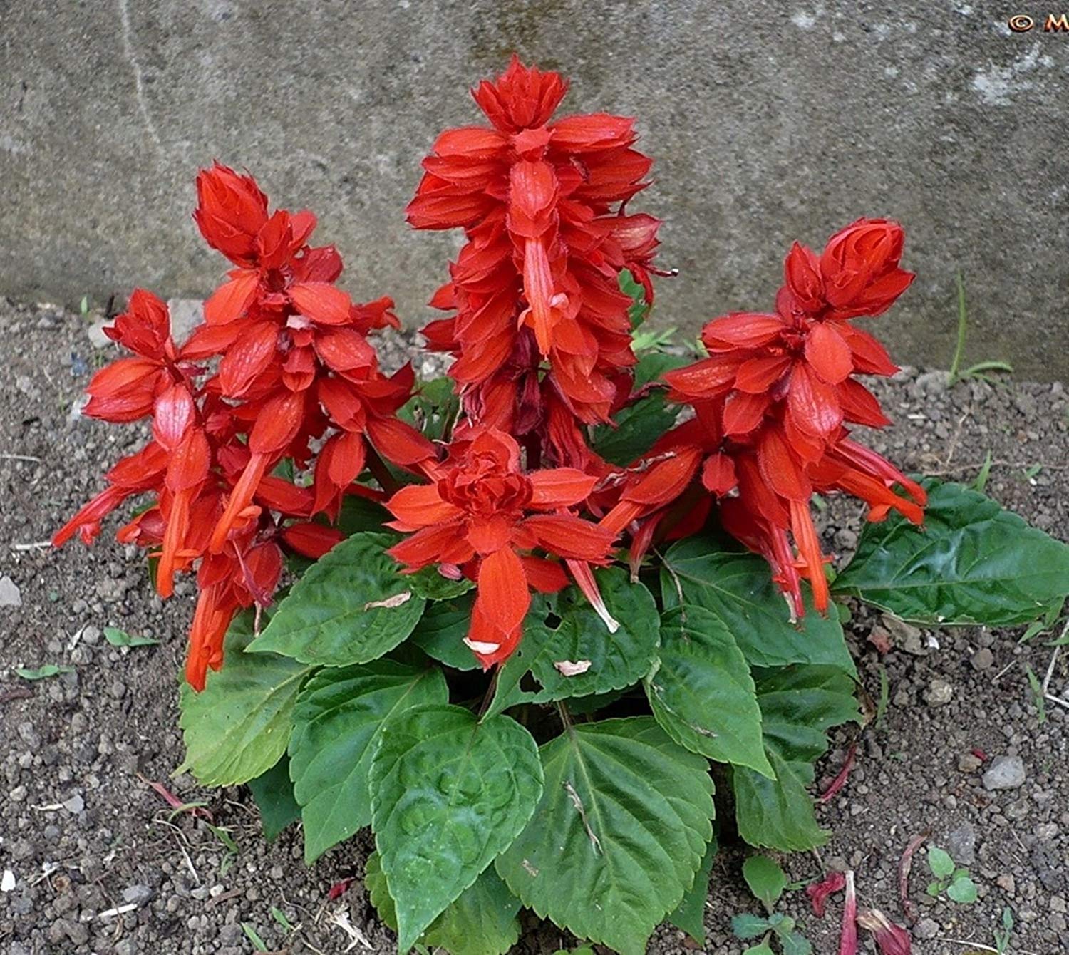 Red Salvia Flower