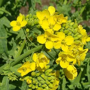 Amazon.com : KIRA SEEDS - Seeds Yellow Mustard - Heirloom Vegetable ...