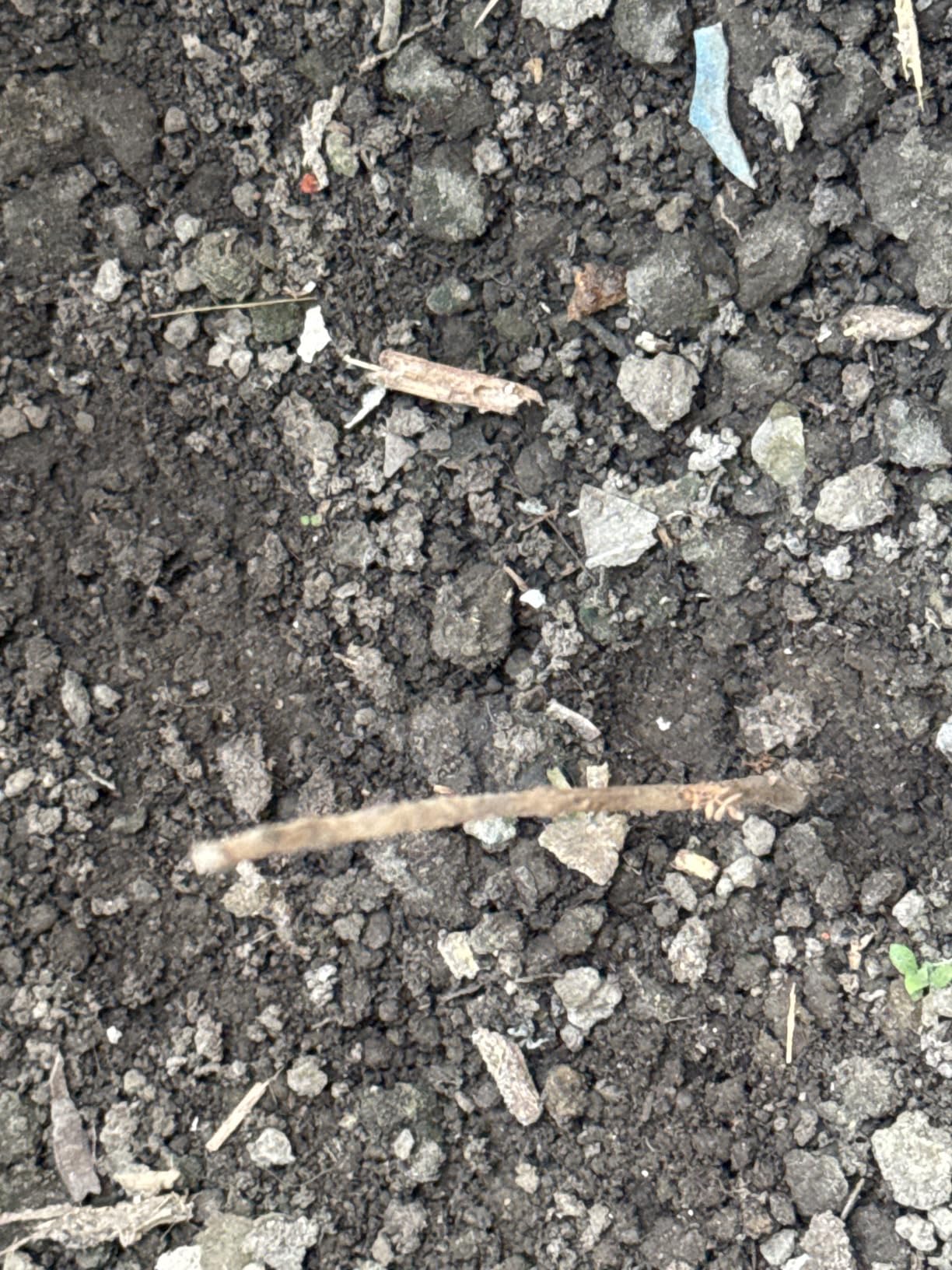 OXY GREEN PLANT®Jakranda,Blue Jacaranda, Nupur,Neeli gulmohur,Neelkanth ...