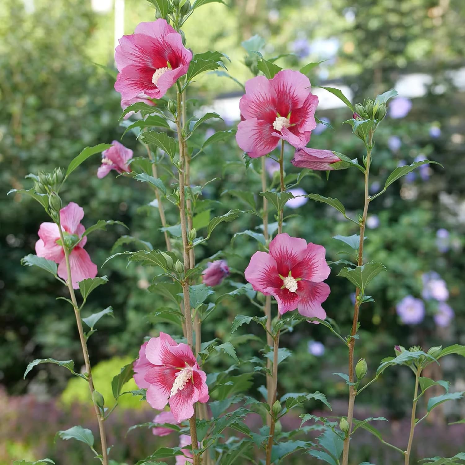 CHUXAY GARDEN Rosa Rosa de Sharon Semillas 50 Semillas Arbusto de ...