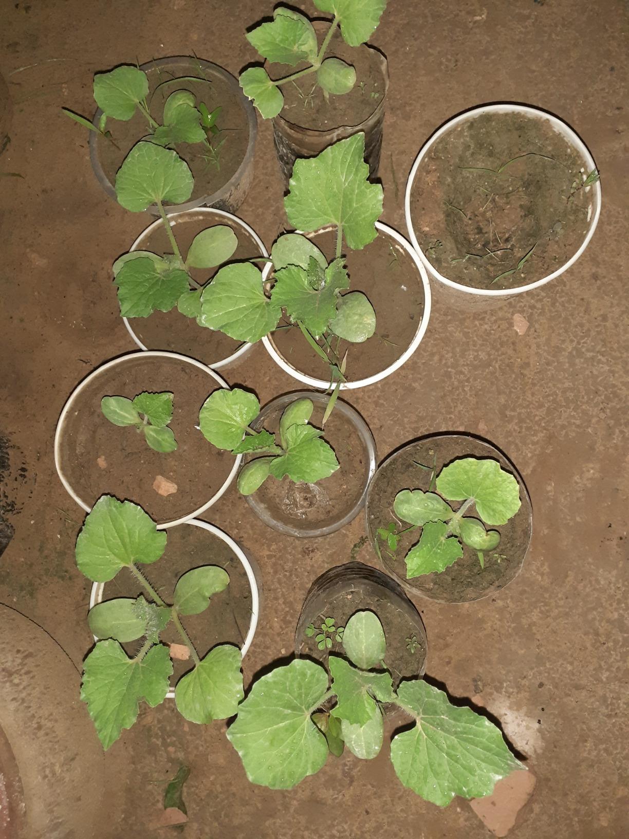 Seedscare Desi Quality Ash Gourd, Indian Mithai Petha 30 Seeds Pack ...