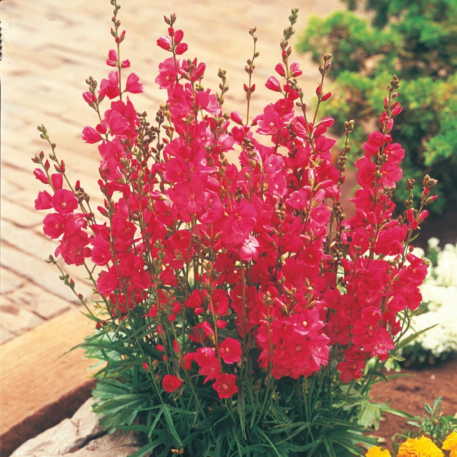 Amazon.com : GARDENS ALIVE - Brillant Red Flowering Miniature Hollyhock ...