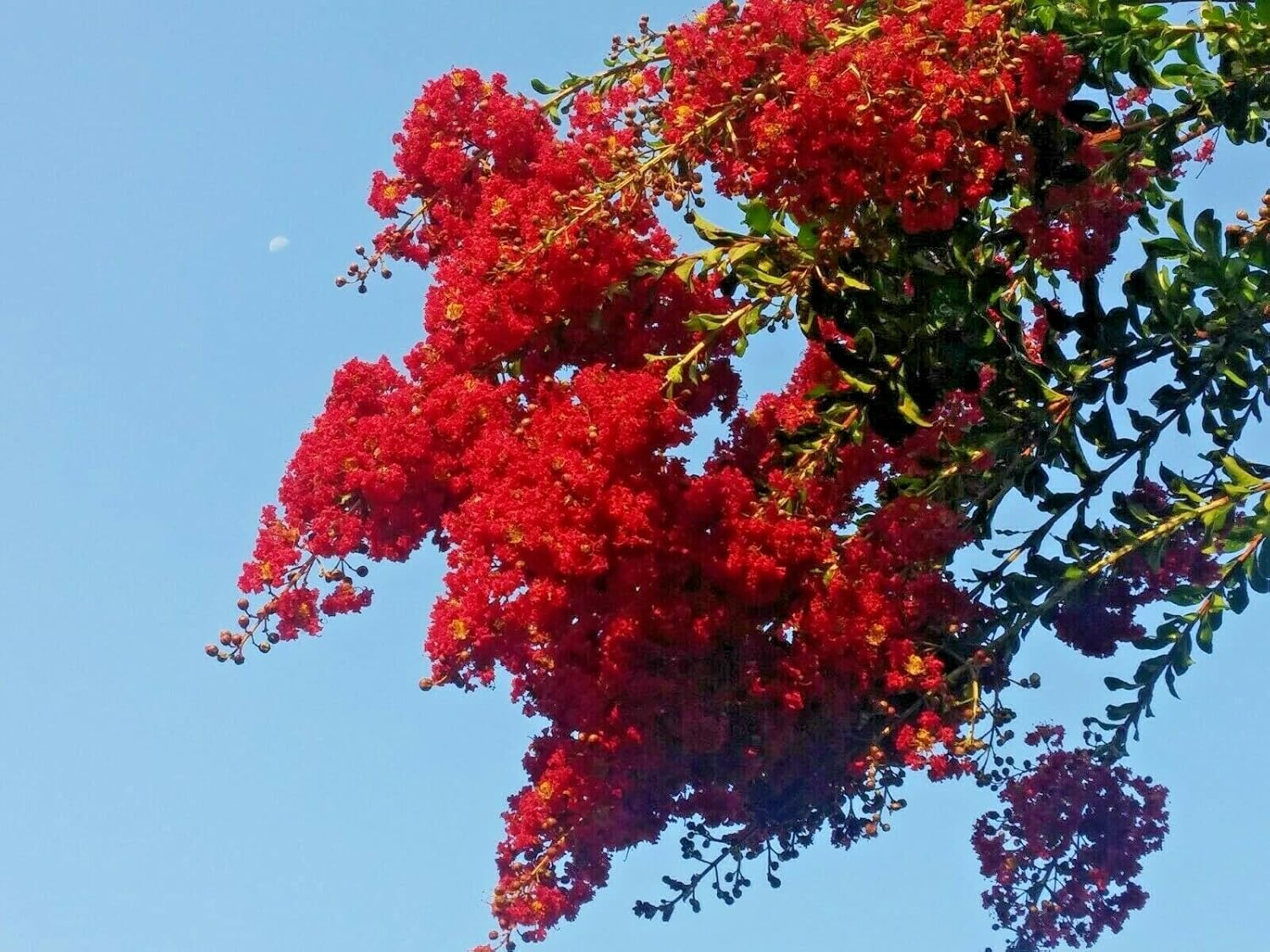 Amazon.com : 8+2 cuttings Beautiful Red Pink Raspberry Crepe Myrtle ...