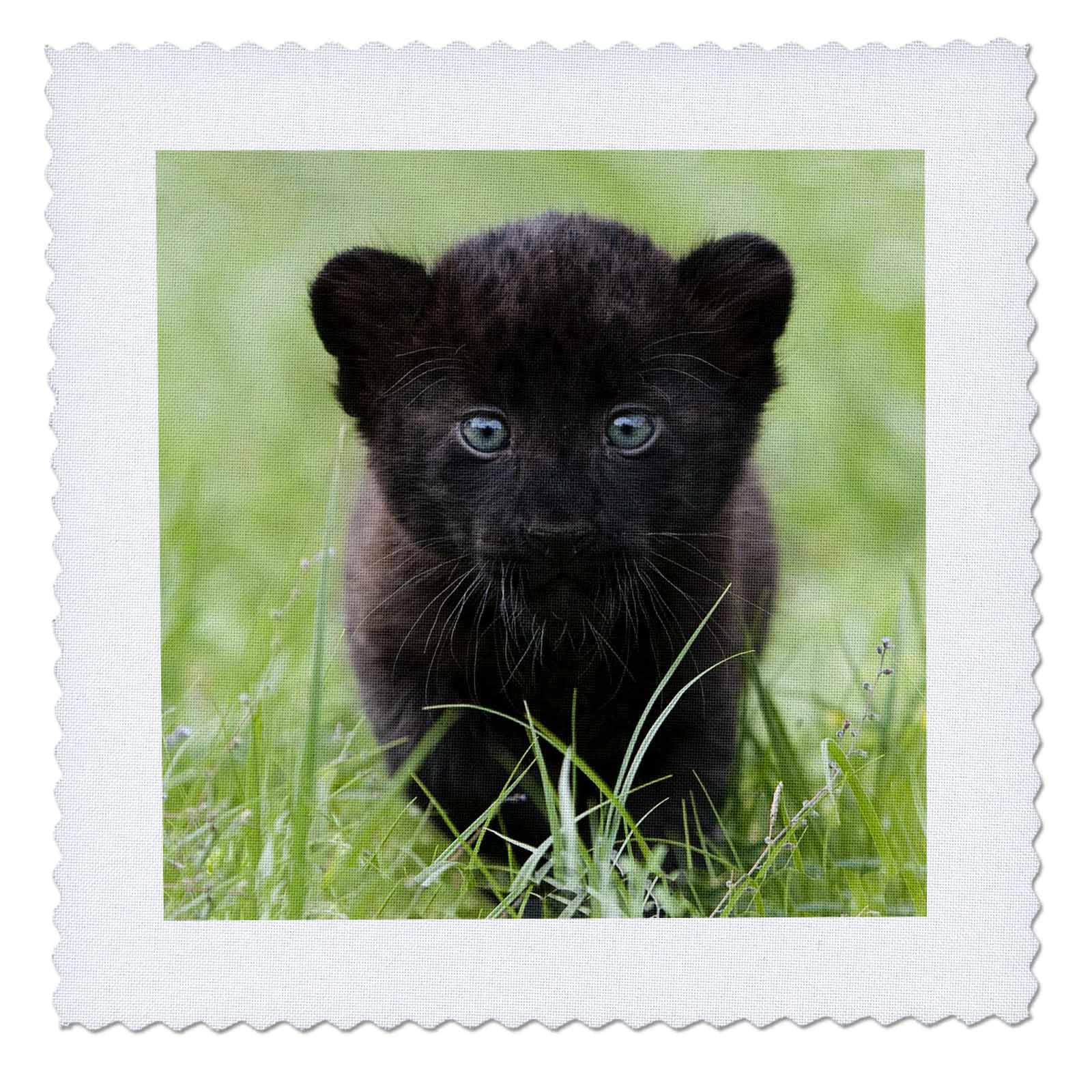 Black Panther Cubs Related 7 Black Panther And Their Cubs Wallpapers