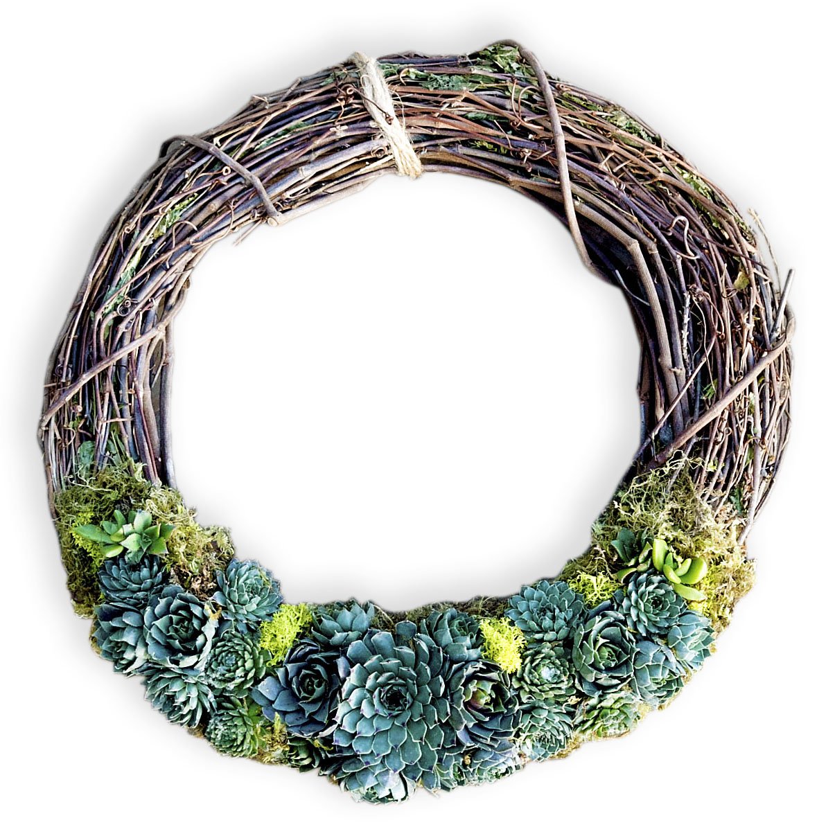 Amazon Furrow Vine Fresh And Living Succulent Grapevine