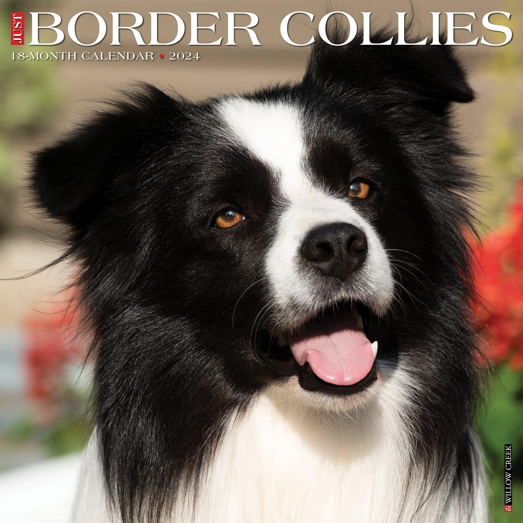 Amazon.com: 2023 2024 Border Collie Puppies Calendar - Dog Breed ...