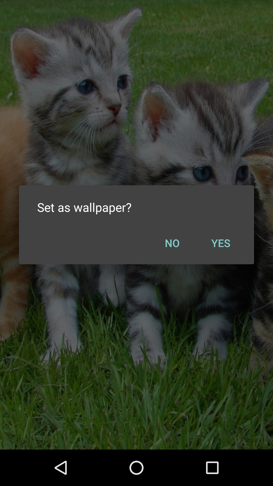 Cat puzzles - a fun and addictive puzzle game for kids and adults of ...