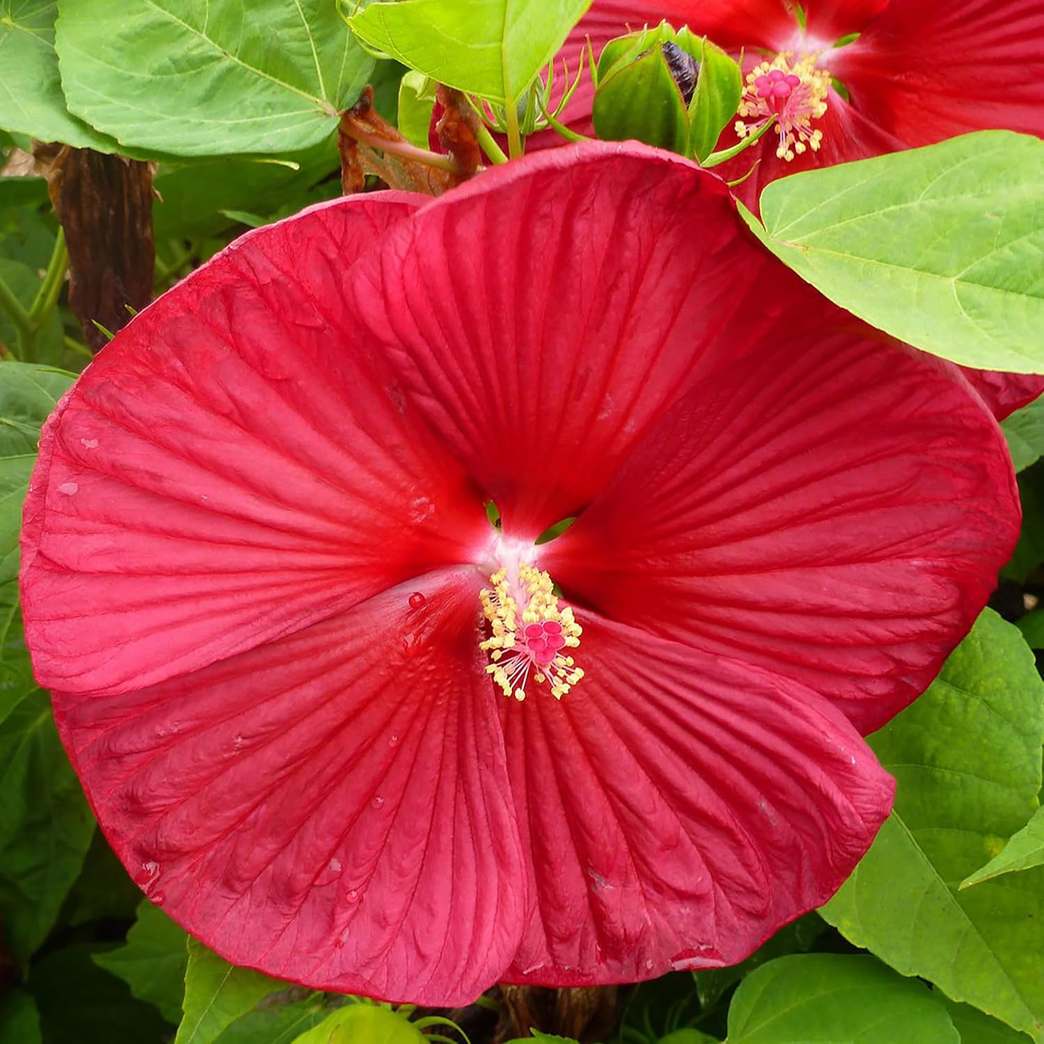 Amazon.com : QAUZUY GARDEN 15 Red Dinner Plate Hibiscus Flower Seeds ...