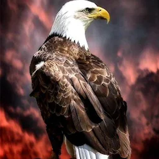 Eagle Birds Wallpapers 2,200+ Birds Eye View Eagle Stock Photos,