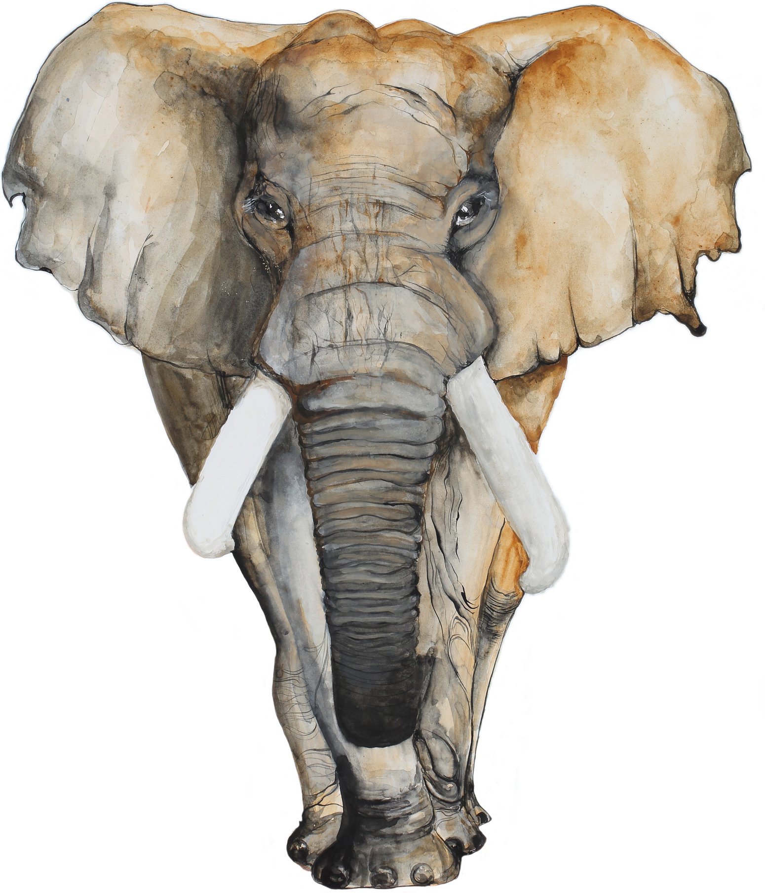 Realistic Elephant Head Outline
