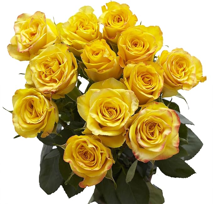 Amazon.com : 2 Dozen Yellow Roses- Fresh Cut Flowers : Grocery ...