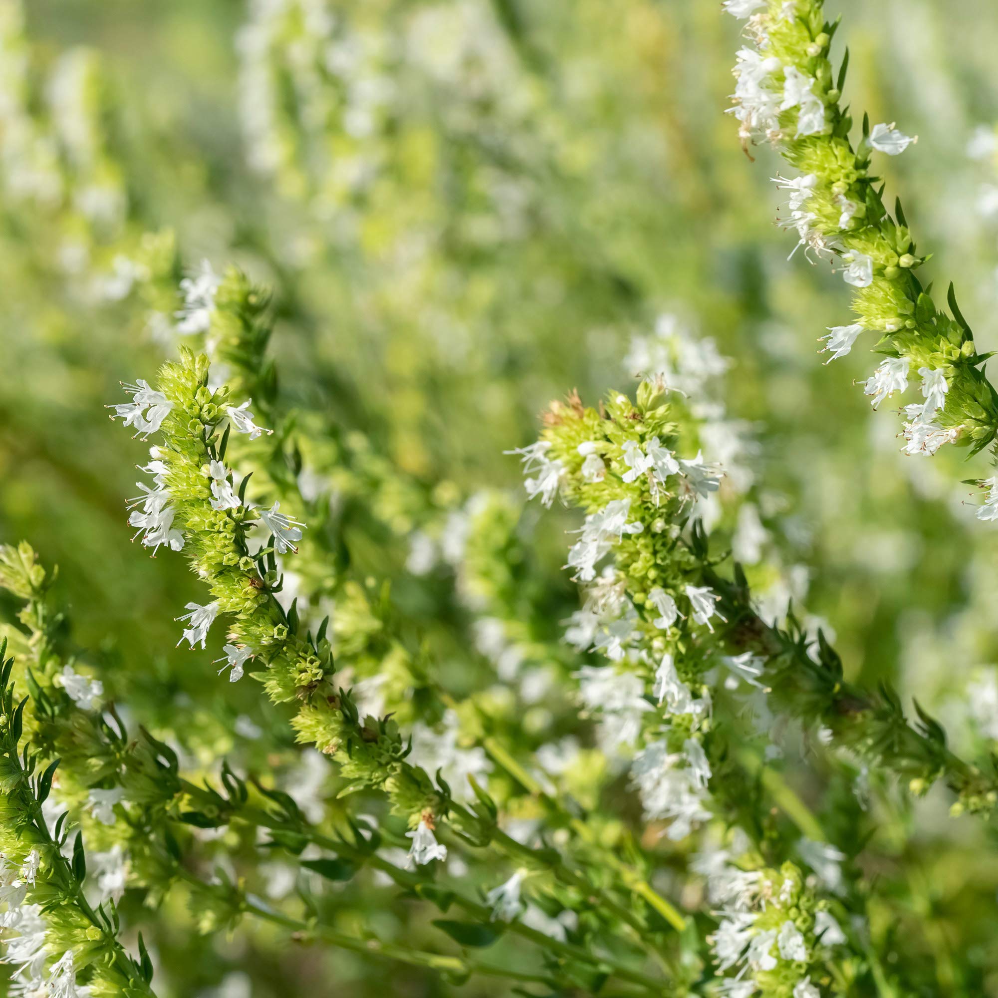 Scottish White Heather Flower
