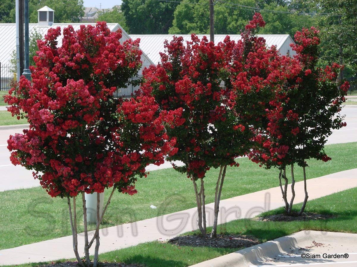Siam Garden Exotic Red Rocket Crape Myrtle Dwarf Lagerstroemia Red ...