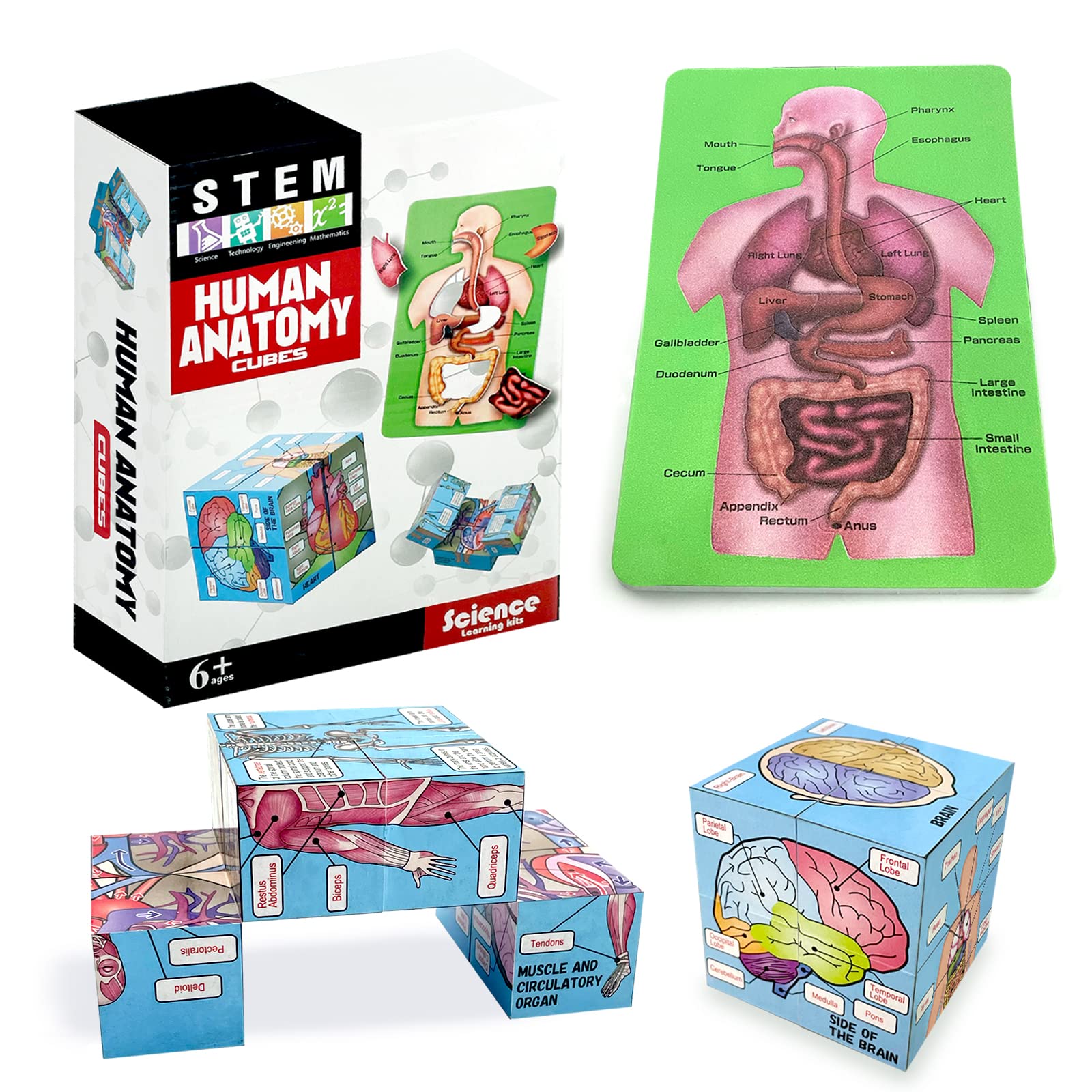 Buy SKUMOD Human Anatomy Study Cube Showing The 9 Parts of The Human ...