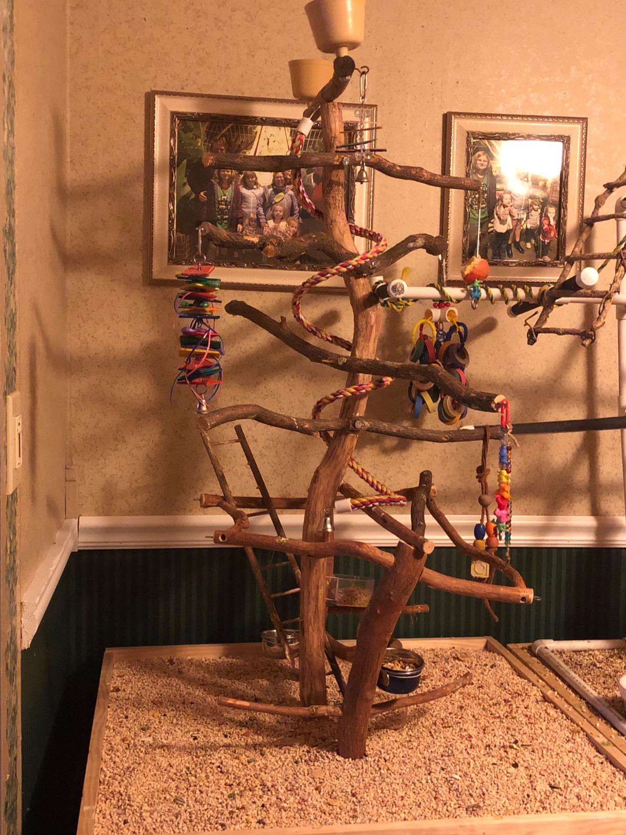 Amazon.com : Dragon Wood Perch - 40 in. x 2 in. diameter : Bird Perches ...