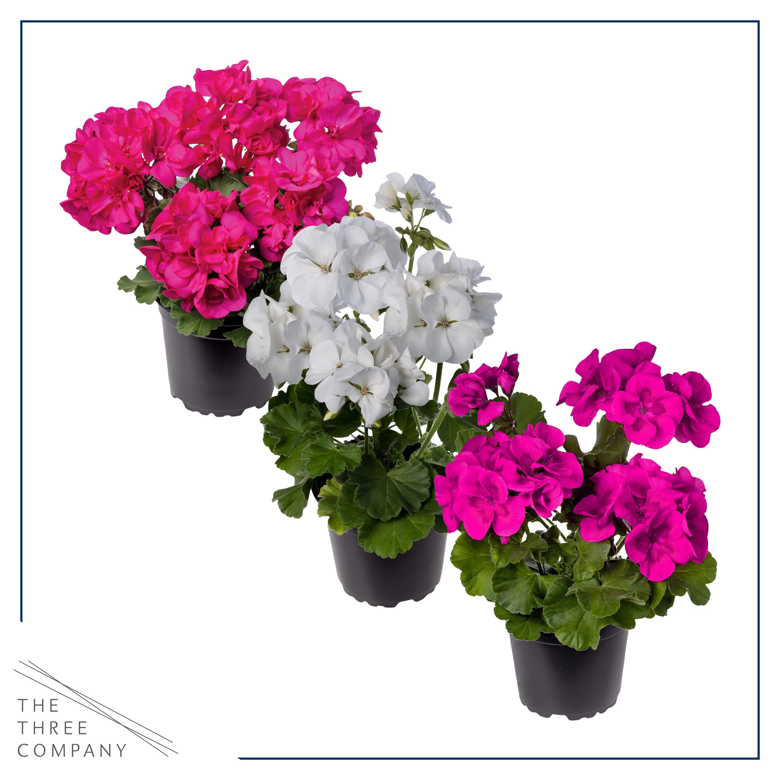 Zonal Geranium Size