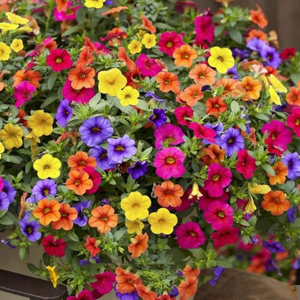 Amazon.co.uk: petunia plants
