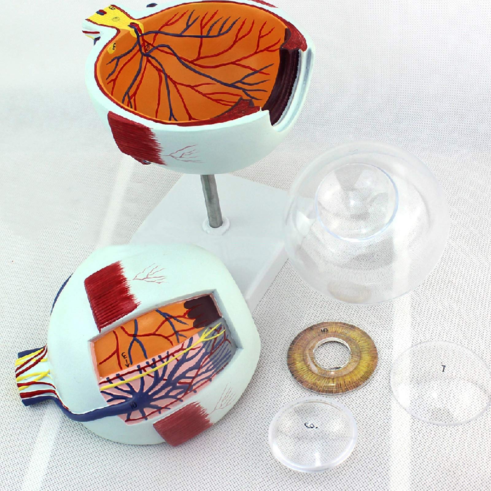 Buy WLKQ 6X Magnification Human Eye Ball Anatomy Model Anatomical ...