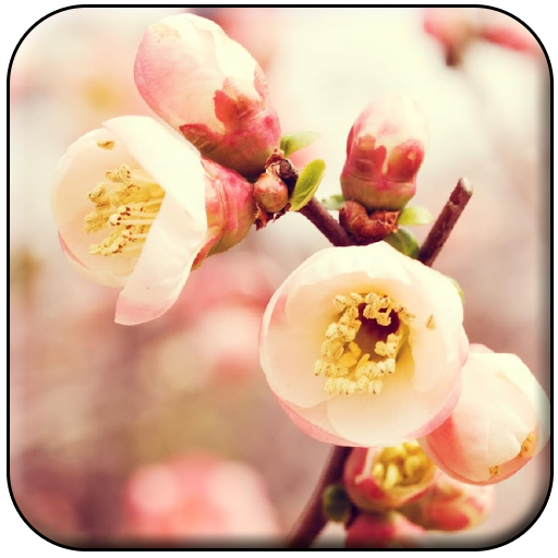 Flower Wallpaper - App on Amazon Appstore