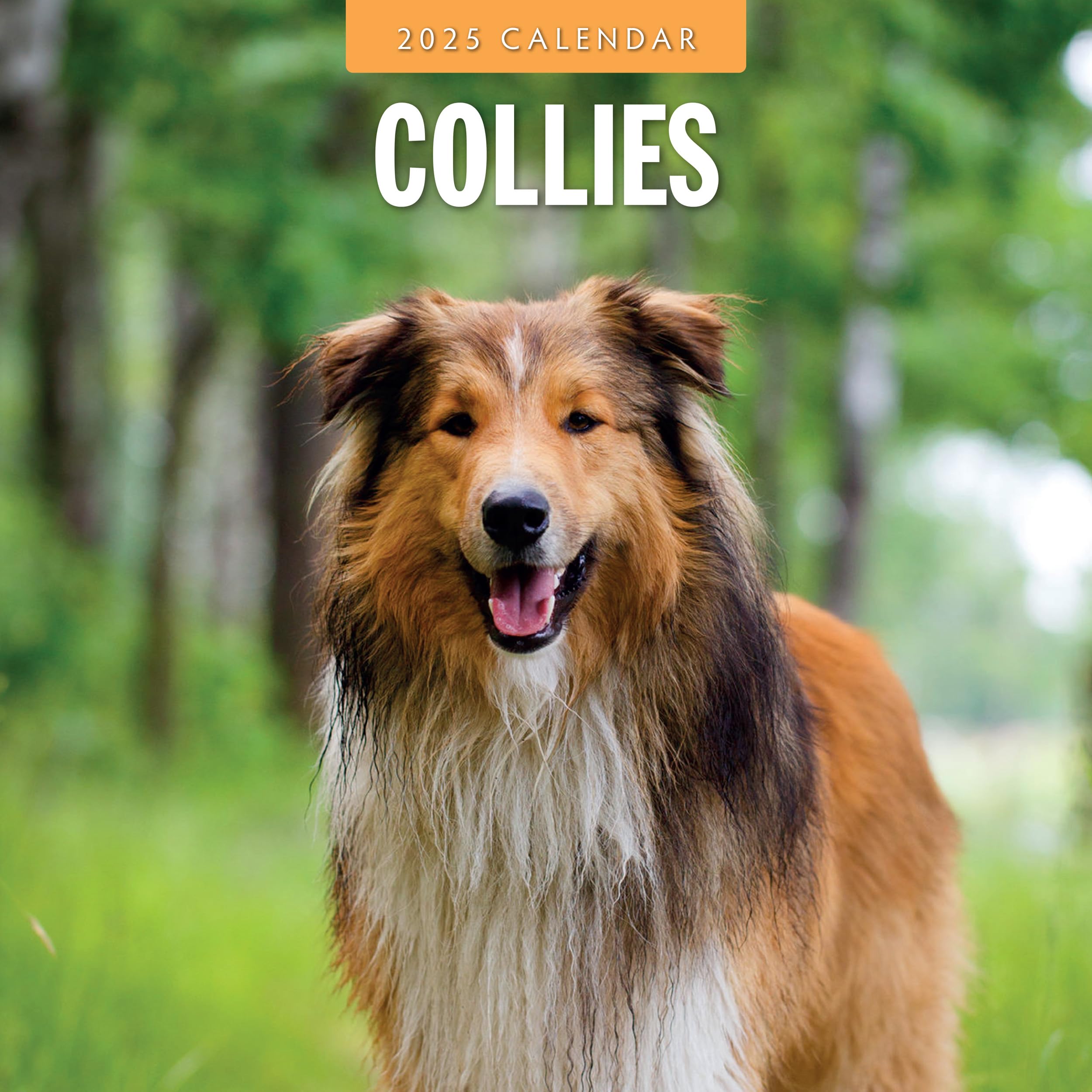 Collies - 2025 Square Wall Calendar - by Red Robin Publishing : Amazon ...