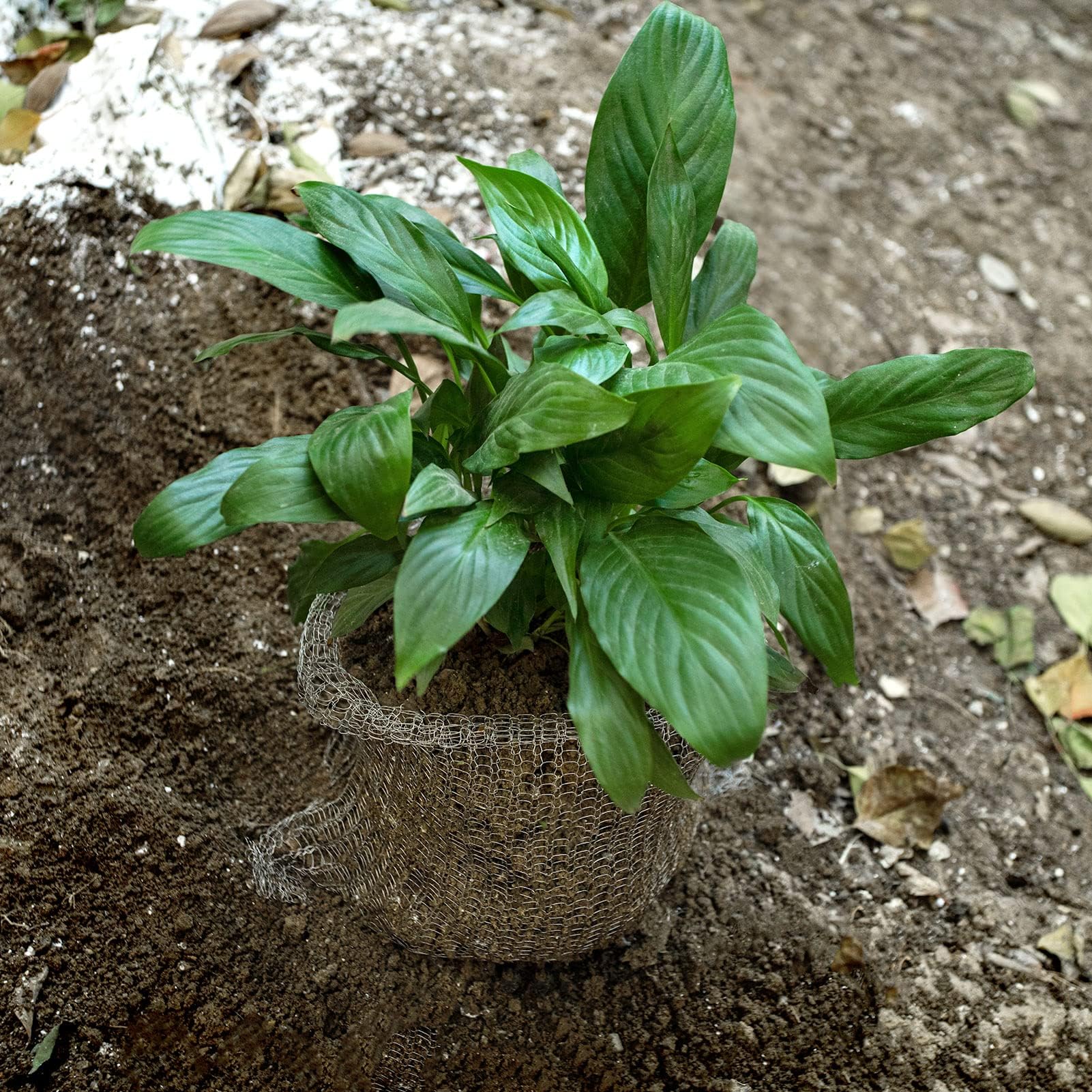 Snapklik.com : 2 Packs 15 Gallon Root Guard Gopher Proof Wire Basket ...