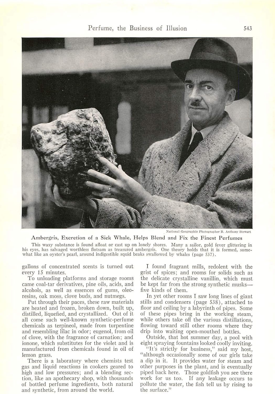 Amazon.com: Print Ad 1951 Ambergris, Excretion of a Sick Whale, Helps ...