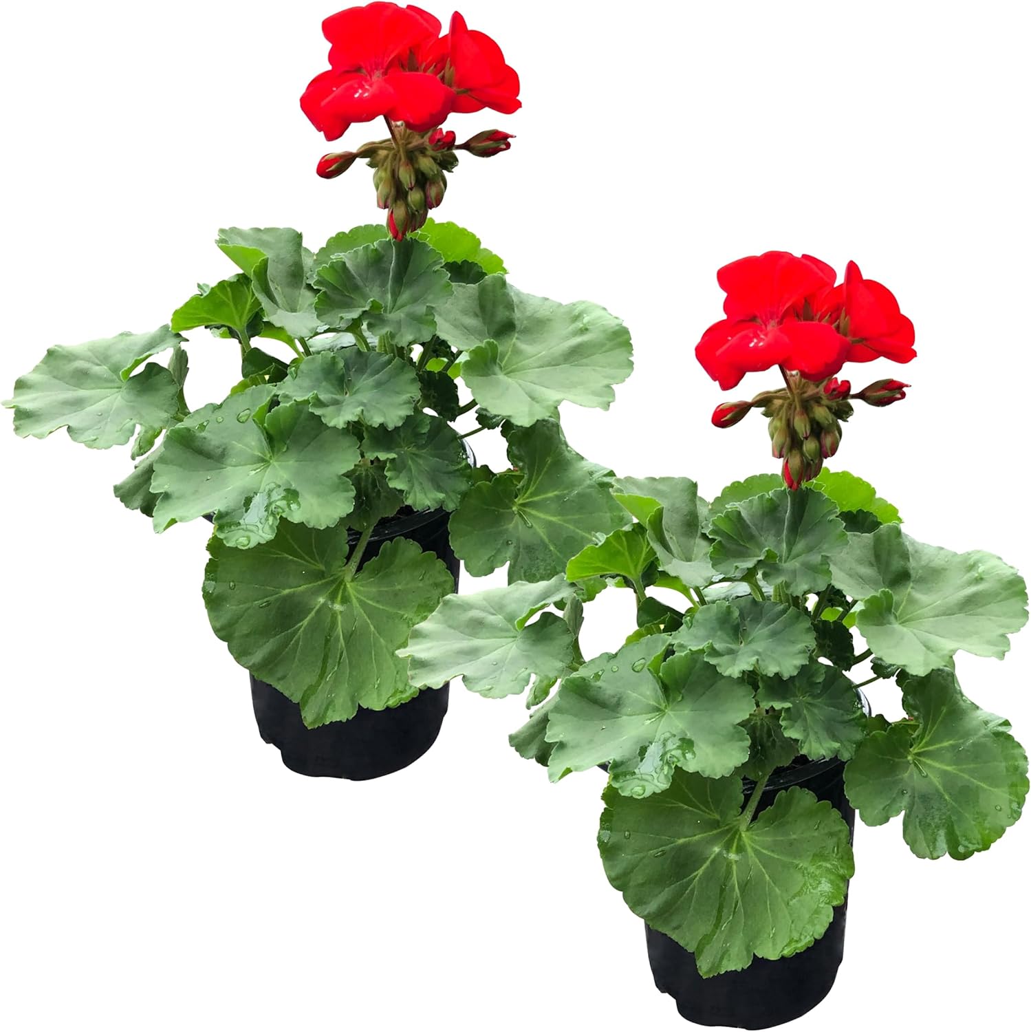 Amazon.com: Live Flowering Zonal Geraniums - Red (2 Plants Per Pack ...