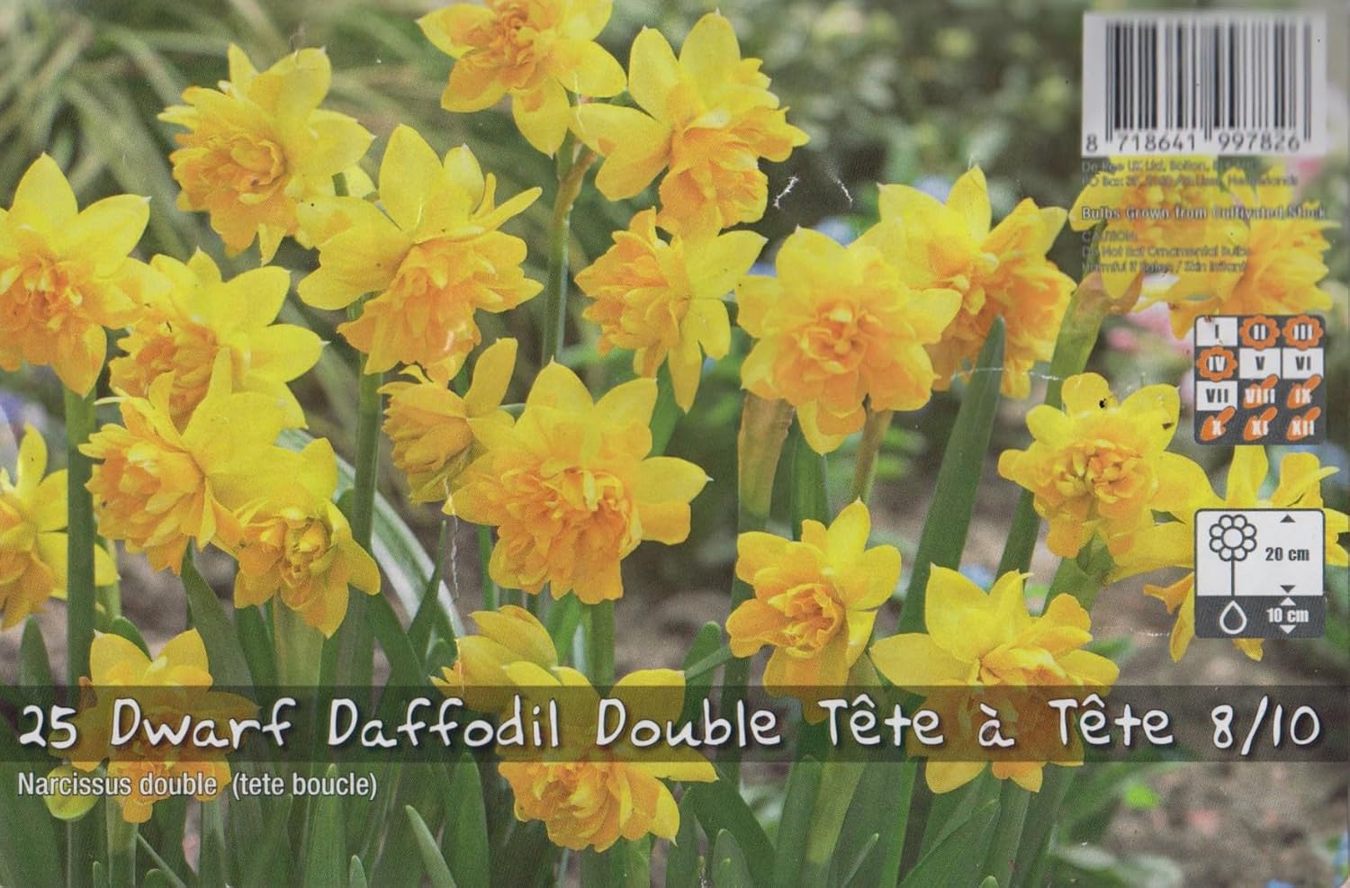 25 Dwarf Daffodil Bulbs Double Tete A Tete Spring Flowering Bulbs 8/10 ...