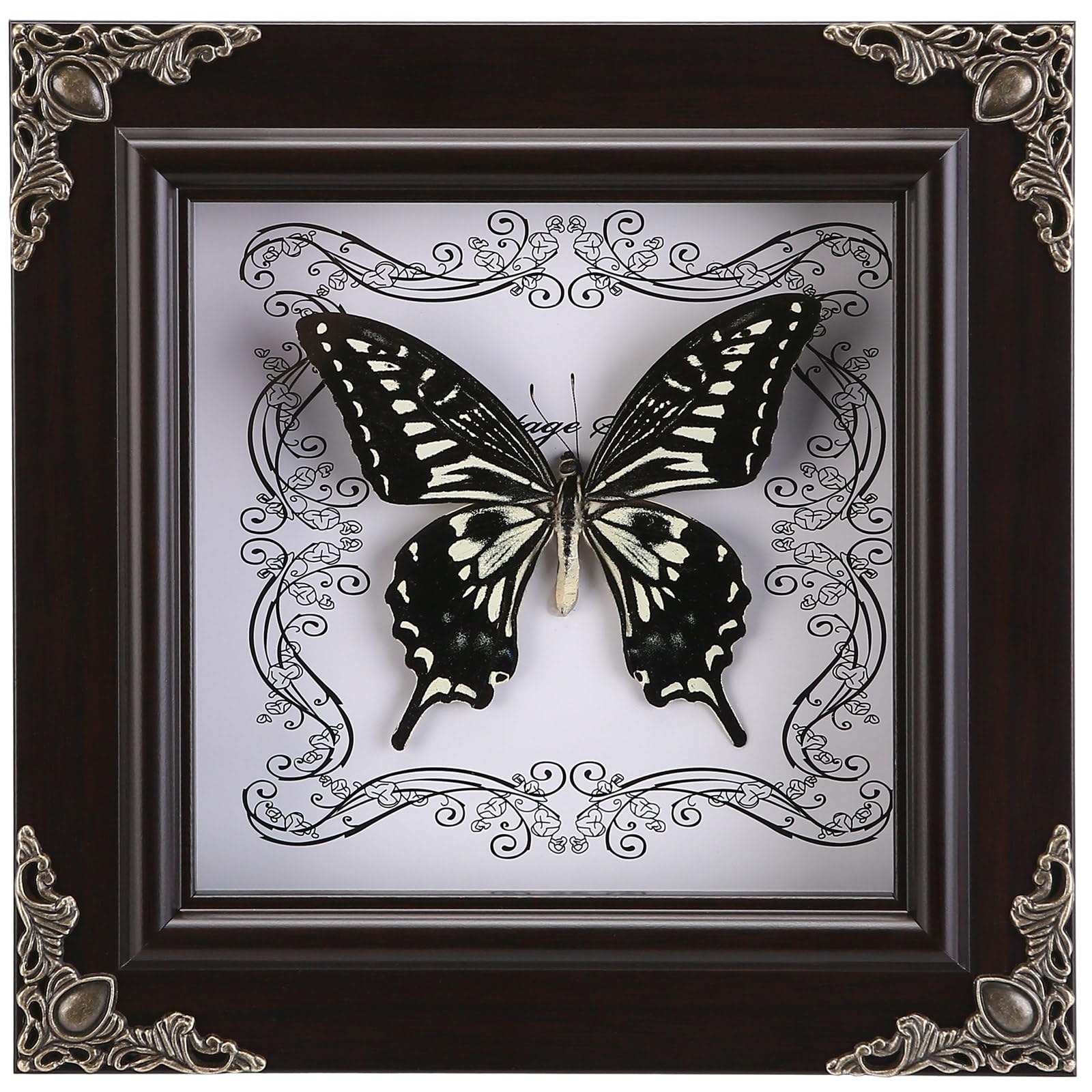 Amazon.com - Real Butterfly Framed Handmade, Butterfly Display Shadow ...