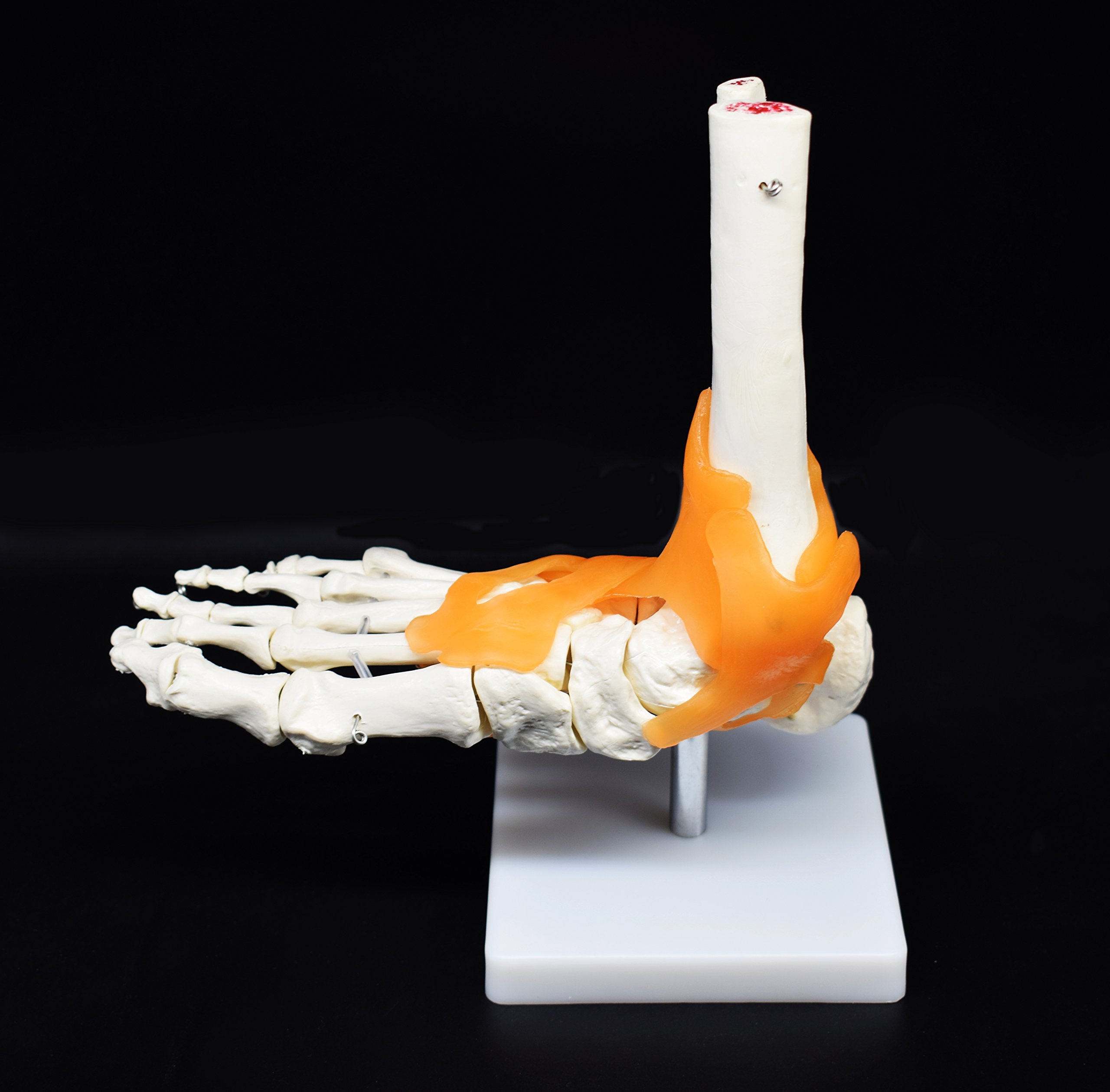 Human Foot Skeleton Model with Ligaments, Flexible, Anatomically ...