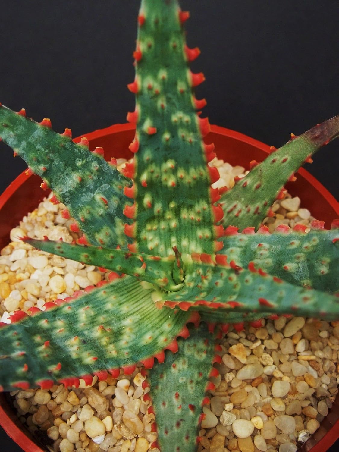 Amazon.com : Aloe cultivar CORAL FIRE, exotic hybrid rare blue red ...