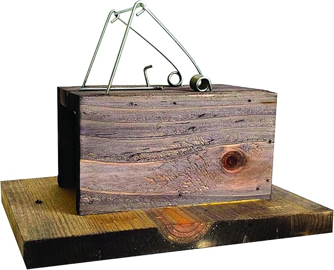 Amazon.com : Little Killer Squirrel Trap for Squirrel & Chipmunk ...