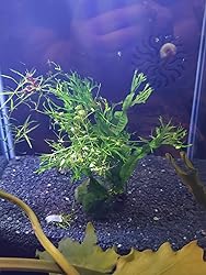 Amazon.com: Java Fern Windelov Tropical Live Aquarium Plants Freshwater ...