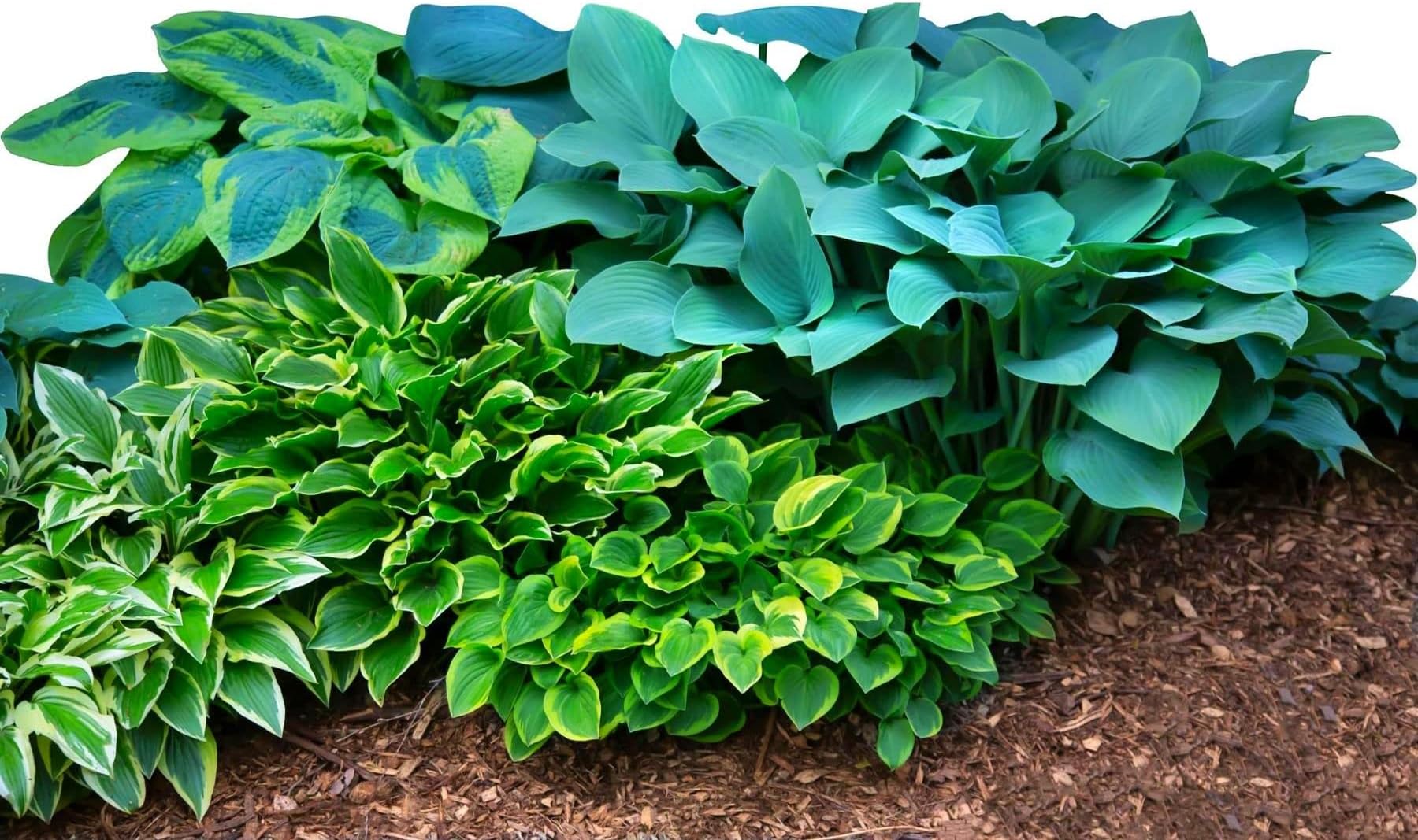 Amazon.com : Mixed Hosta Perennials (6 Pack of Bare Roots) - Great ...